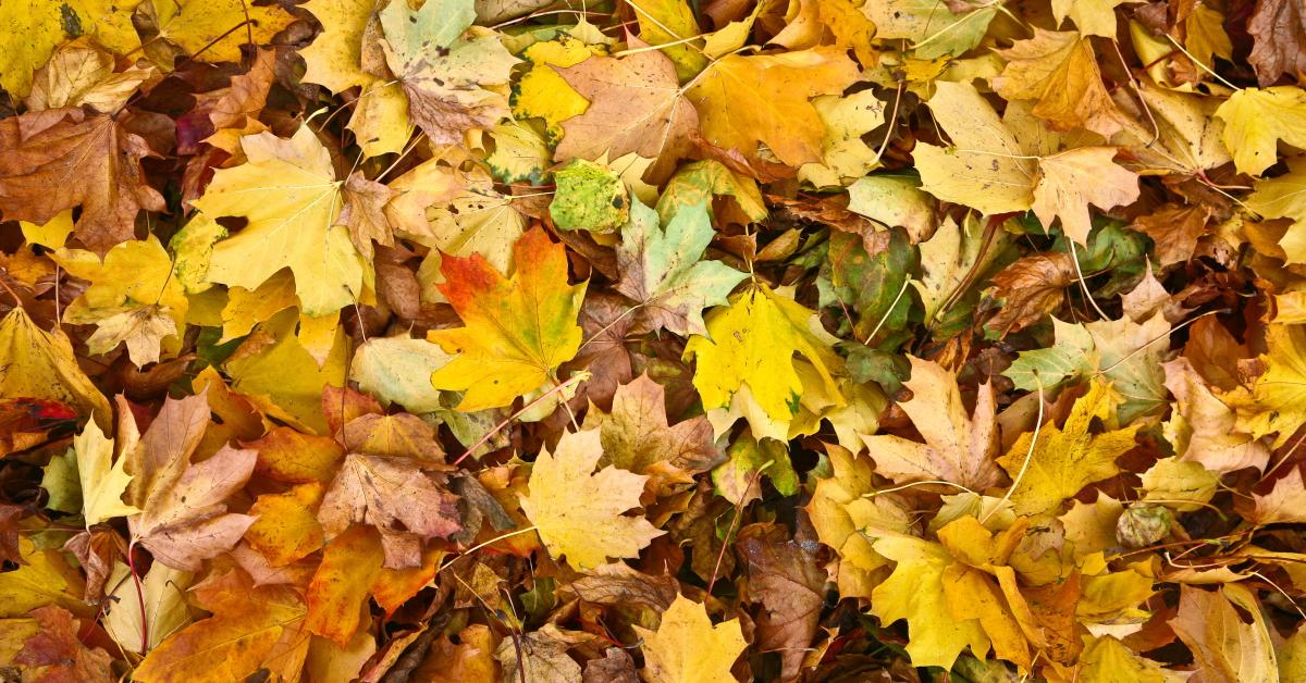 Lidt idéer til efterårsferien | For biblioteker